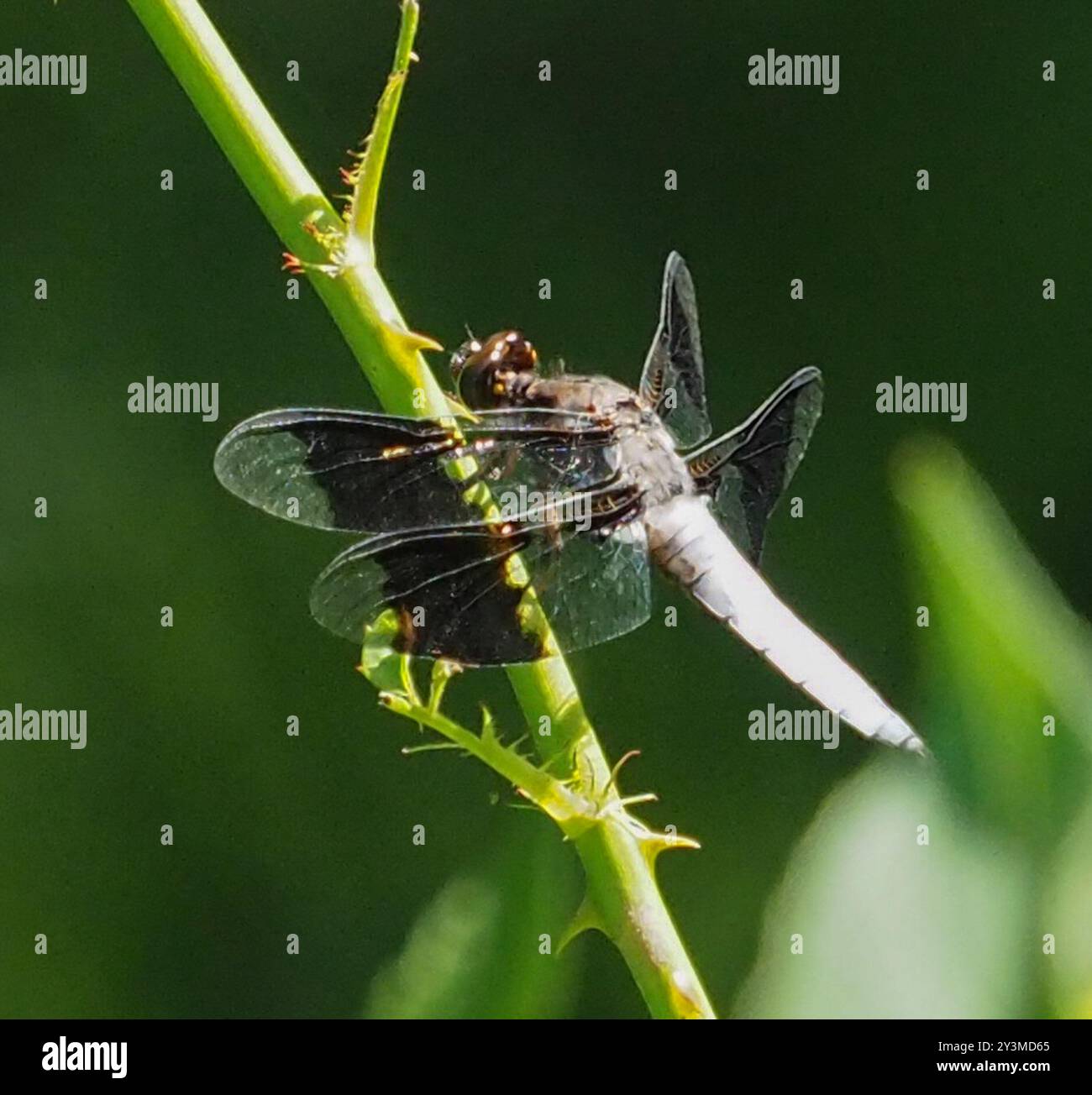 Common Whitetail (Plathemis lydia) Insecta Stock Photo - Alamy
