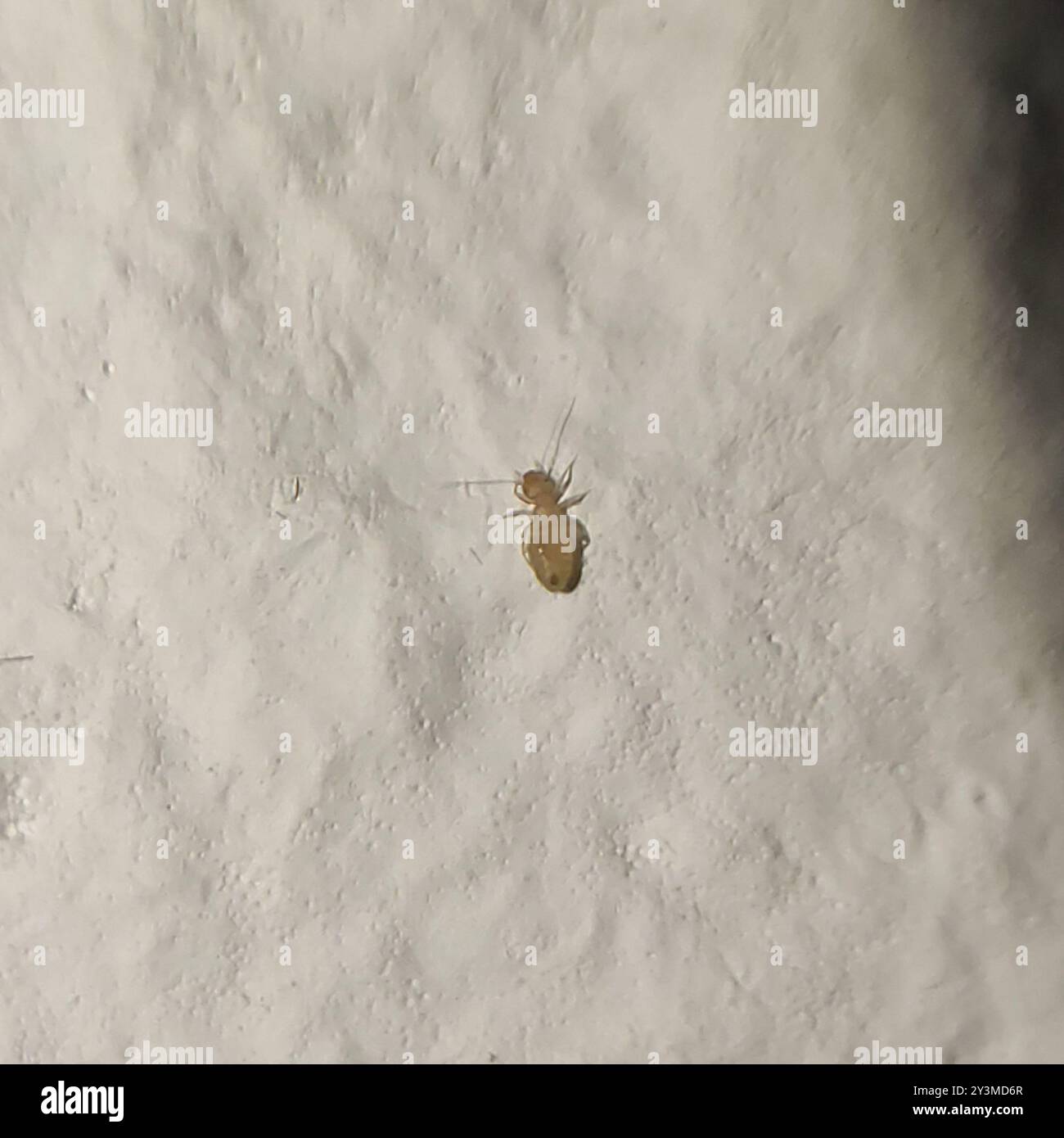 Domestic Booklice (Liposcelis) Insecta Stock Photo - Alamy