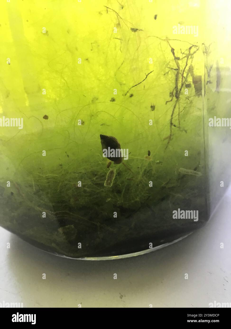 Acute Bladder Snail (Physella acuta) Mollusca Stock Photo - Alamy