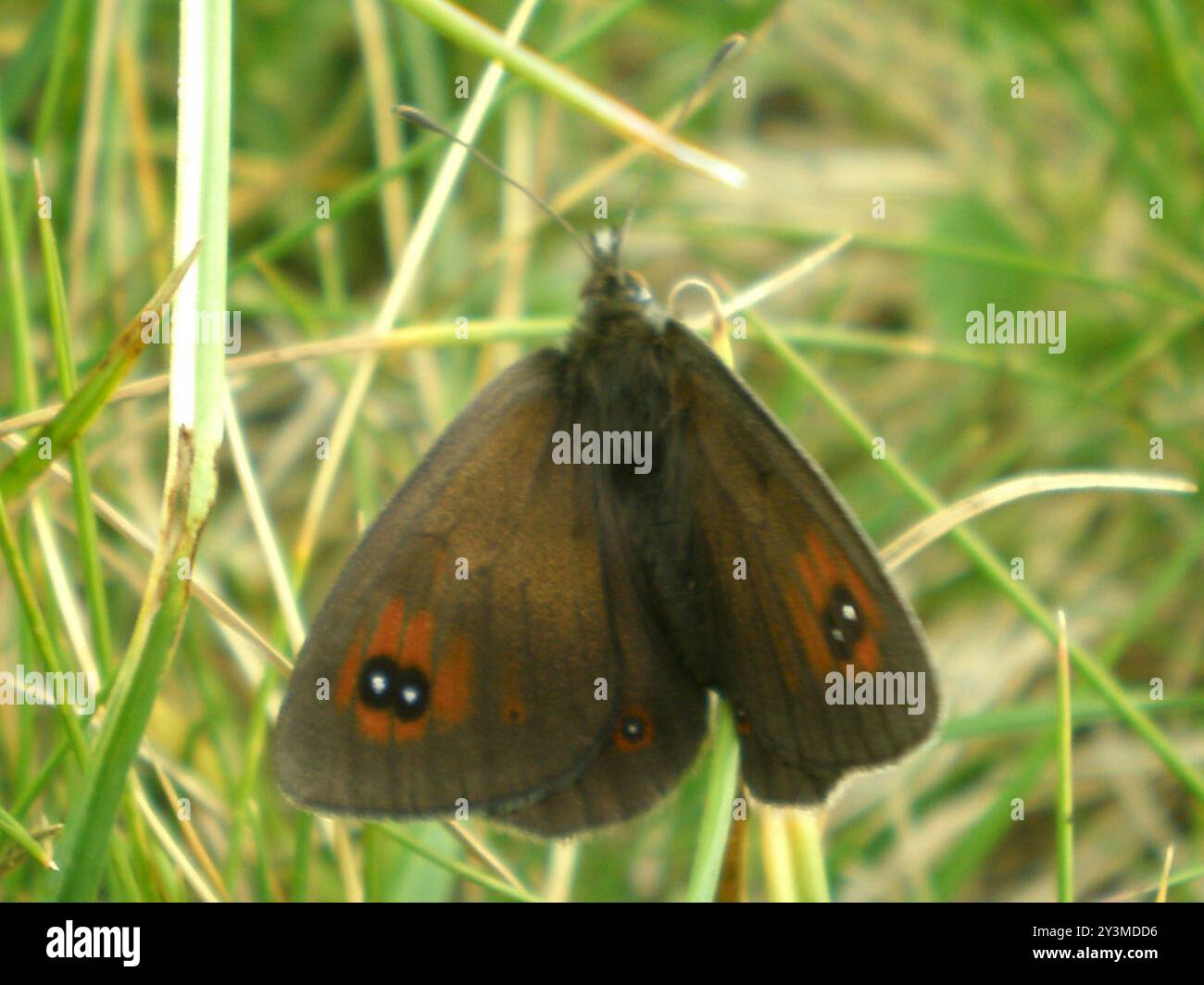 Common Brassy Ringlet (Erebia cassioides) Insecta Stock Photo - Alamy