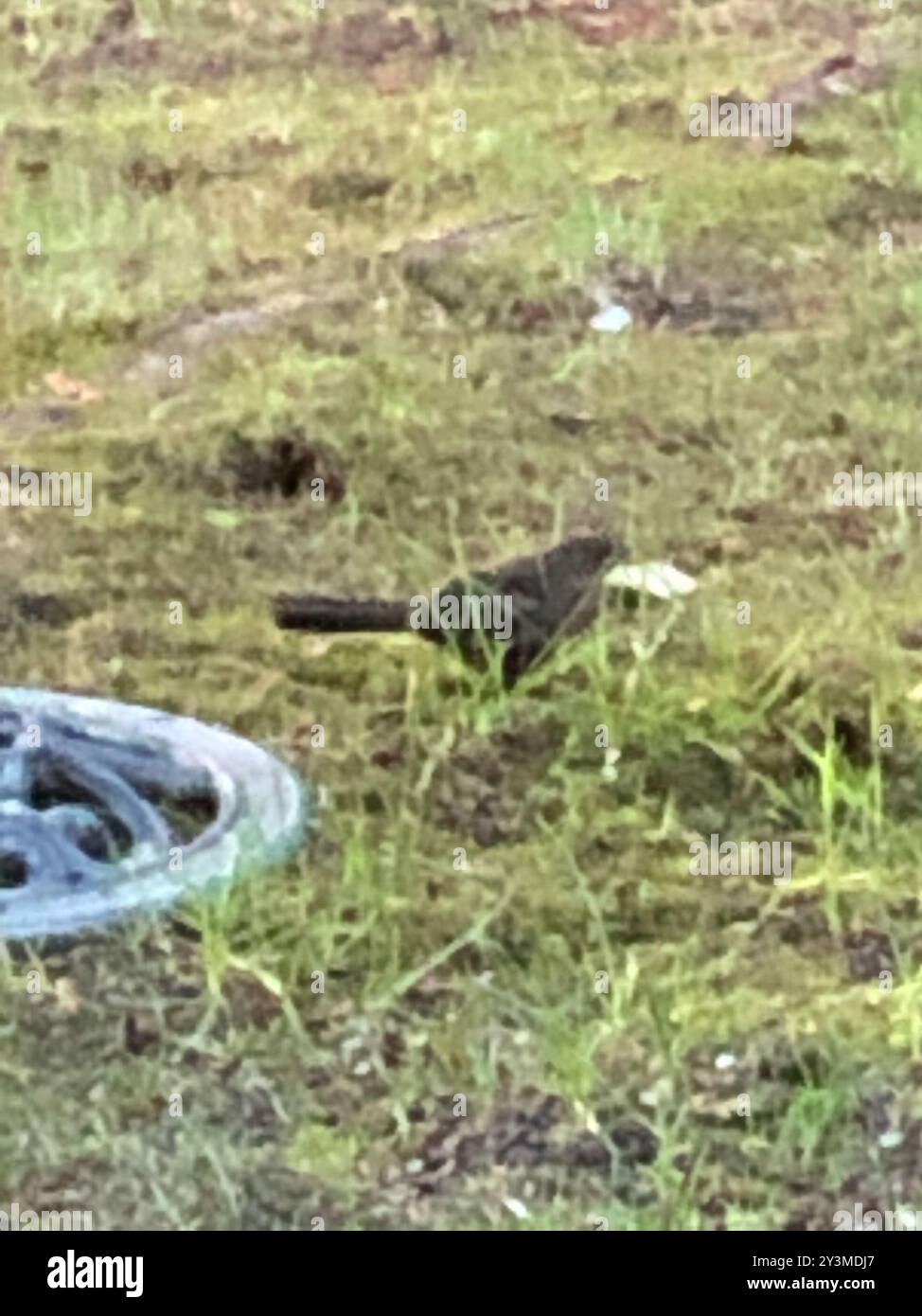 New World Sparrows (Passerellidae) Aves Stock Photo - Alamy