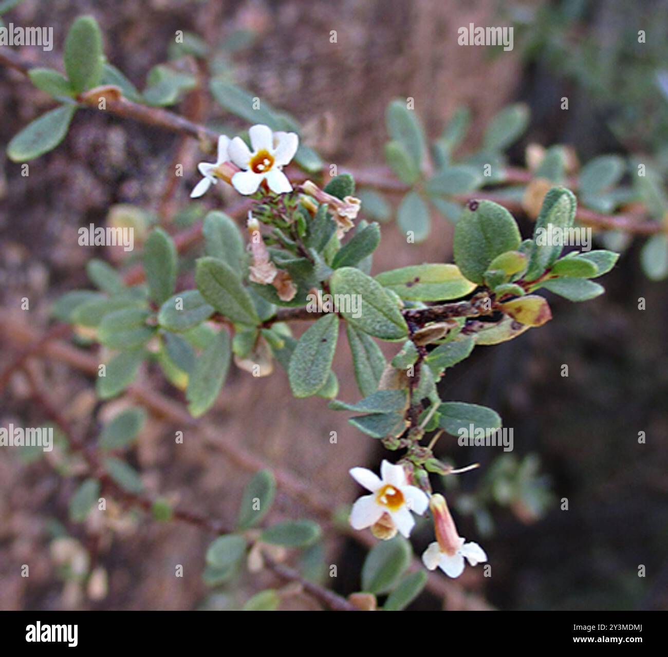 False-Honeythorn (Antherothamnus pearsonii) Plantae Stock Photo - Alamy