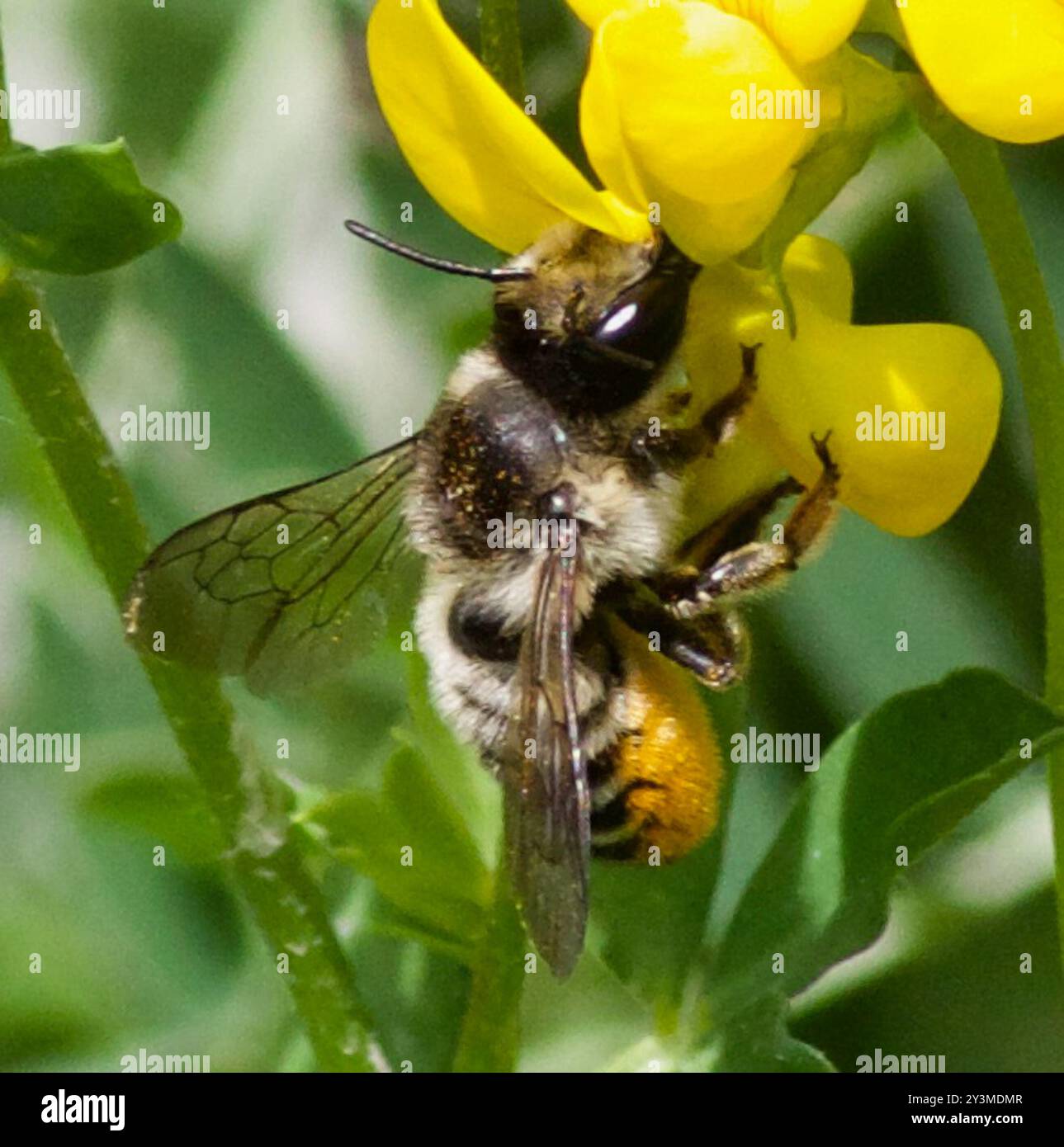 Megachile inermis hi-res stock photography and images - Alamy
