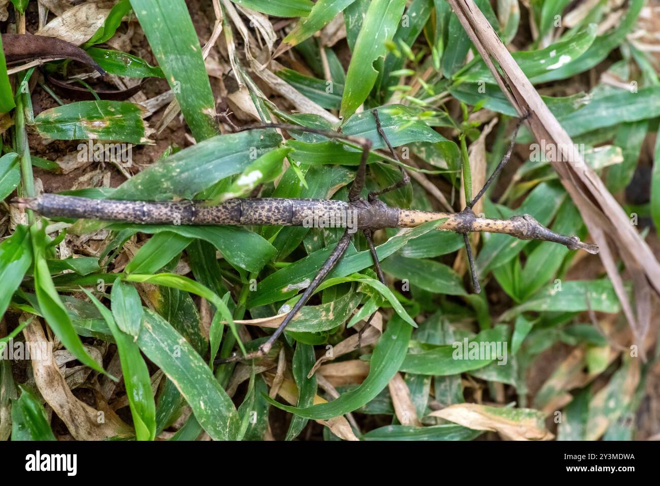 Stick mimicry hi-res stock photography and images - Alamy