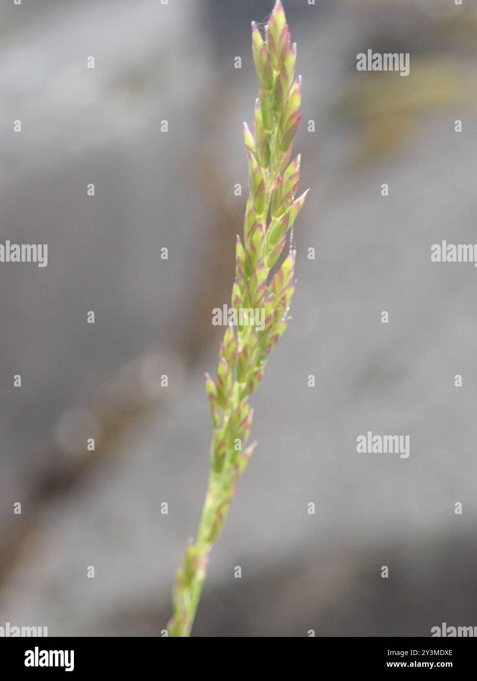 grasses (Poaceae) Plantae Stock Photo - Alamy