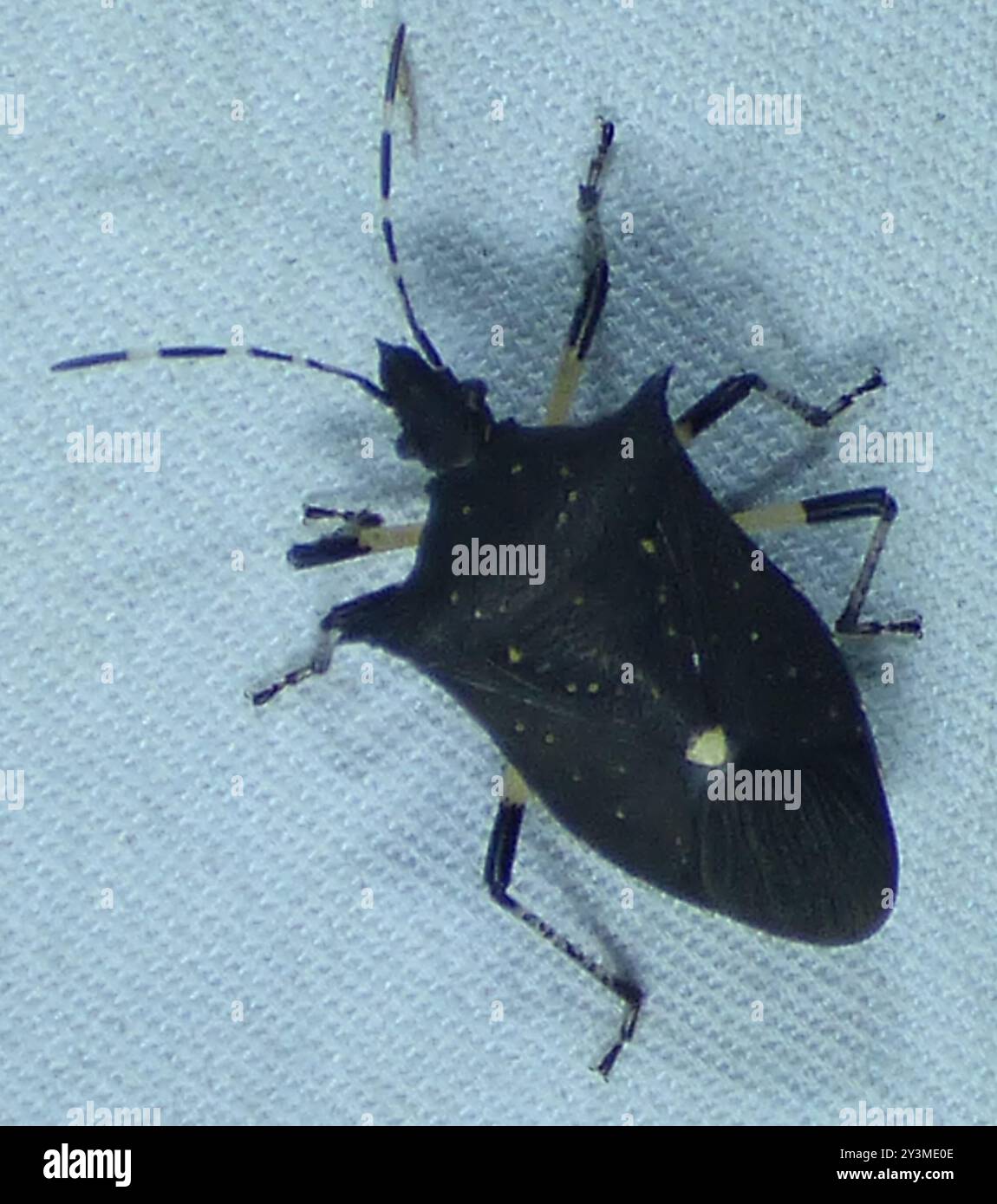 Black Stink Bug (Proxys punctulatus) Insecta Stock Photo - Alamy