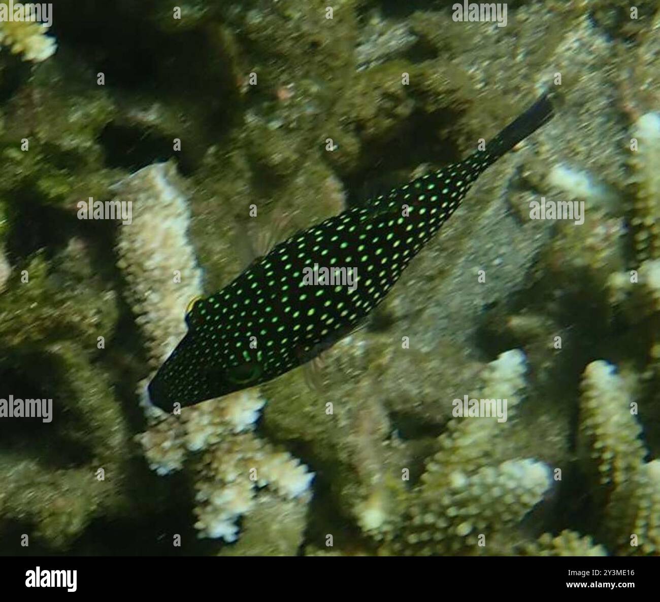 Honeycomb Toby (Canthigaster janthinoptera) Actinopterygii Stock Photo ...