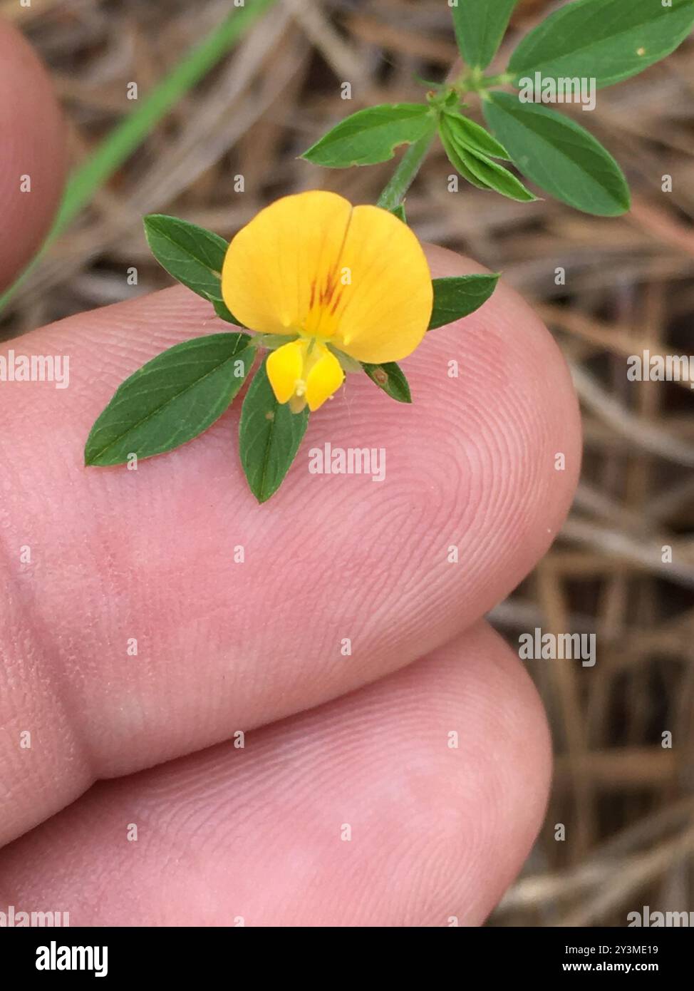 sidebeak pencilflower (Stylosanthes biflora) Plantae Stock Photo - Alamy