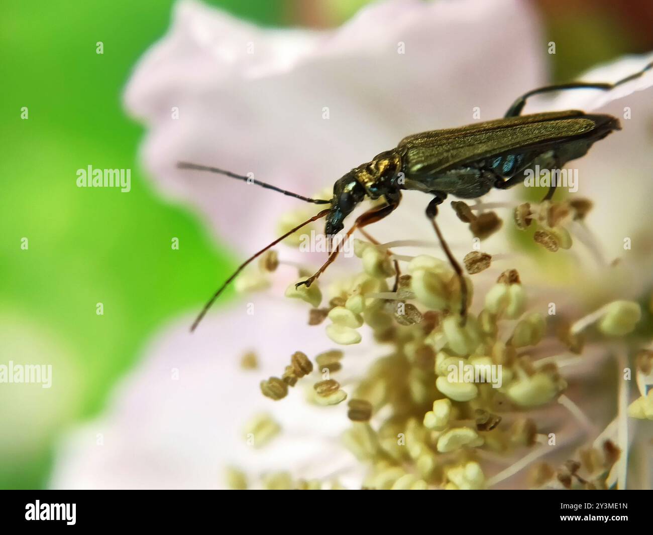 Yellow-legged Thick-legged Flower Beetle (Oedemera flavipes) Insecta ...