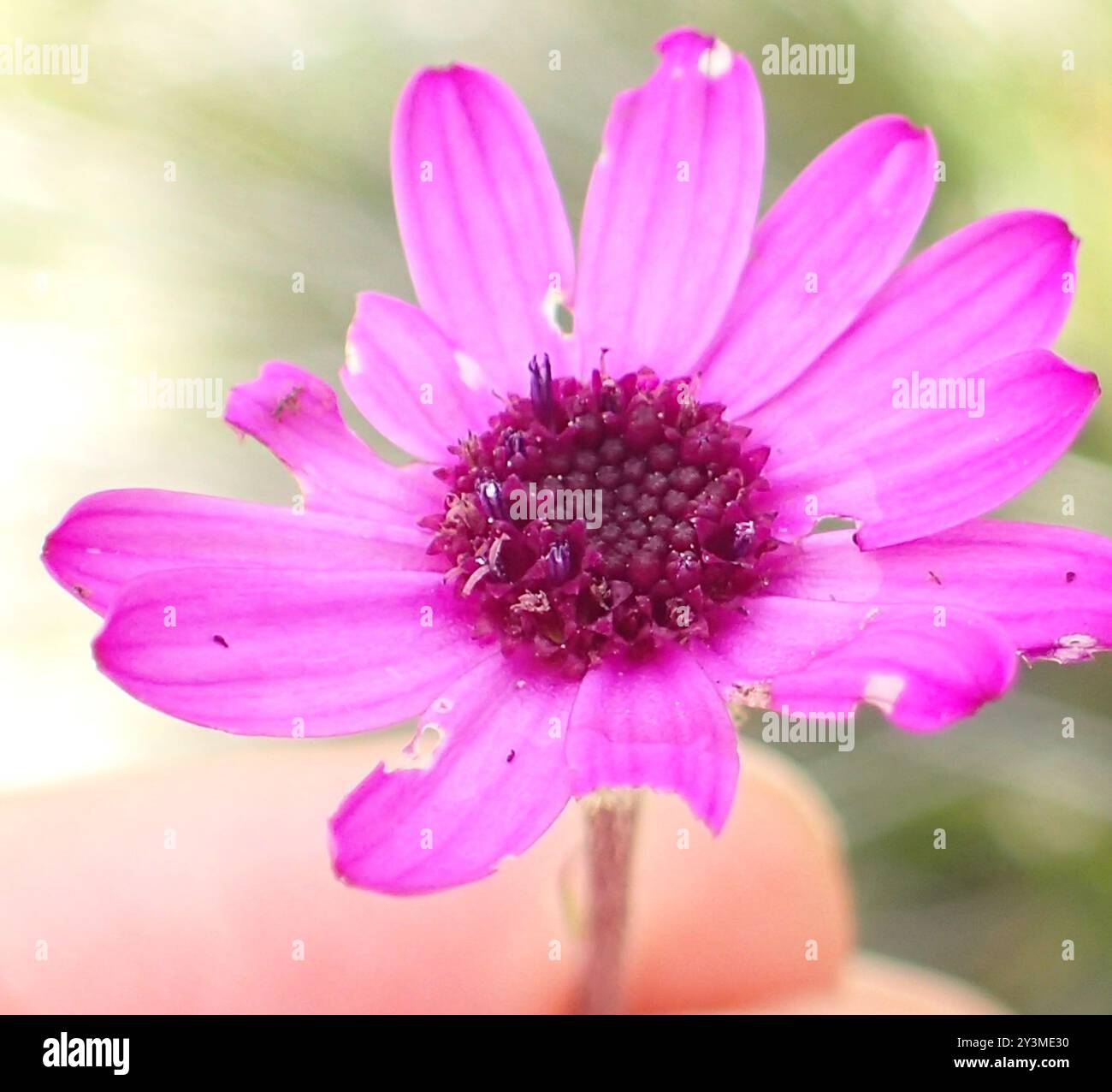 Tooth Ragwort (Senecio polyodon) Plantae Stock Photo - Alamy