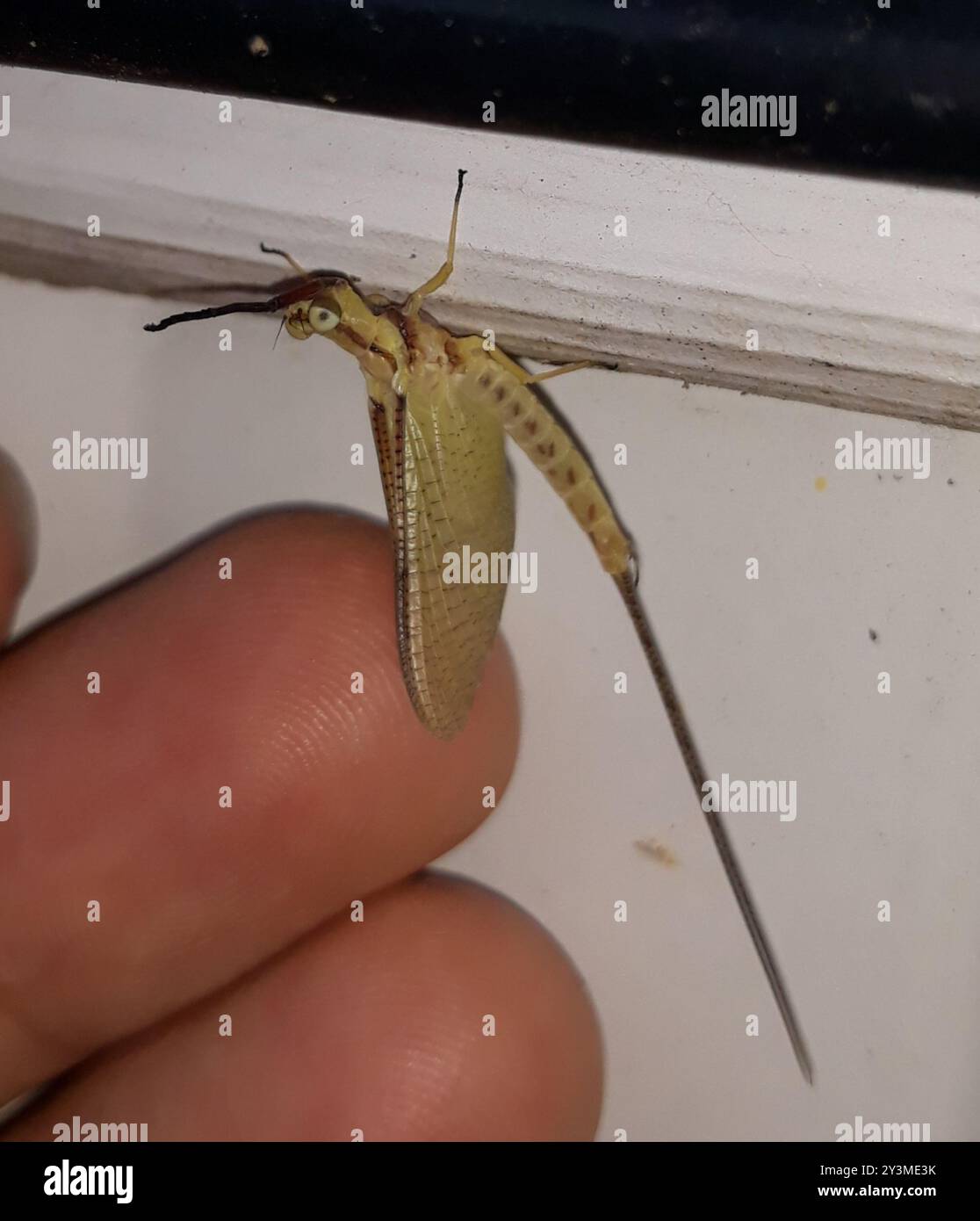 Giant Mayflies (Hexagenia) Insecta Stock Photo - Alamy