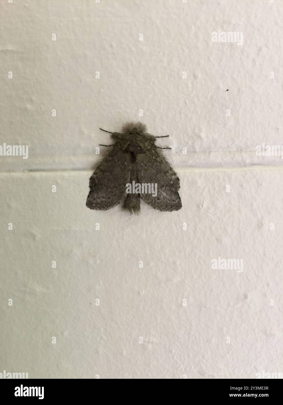 Saddled Prominent (Cecrita guttivitta) Insecta Stock Photo - Alamy