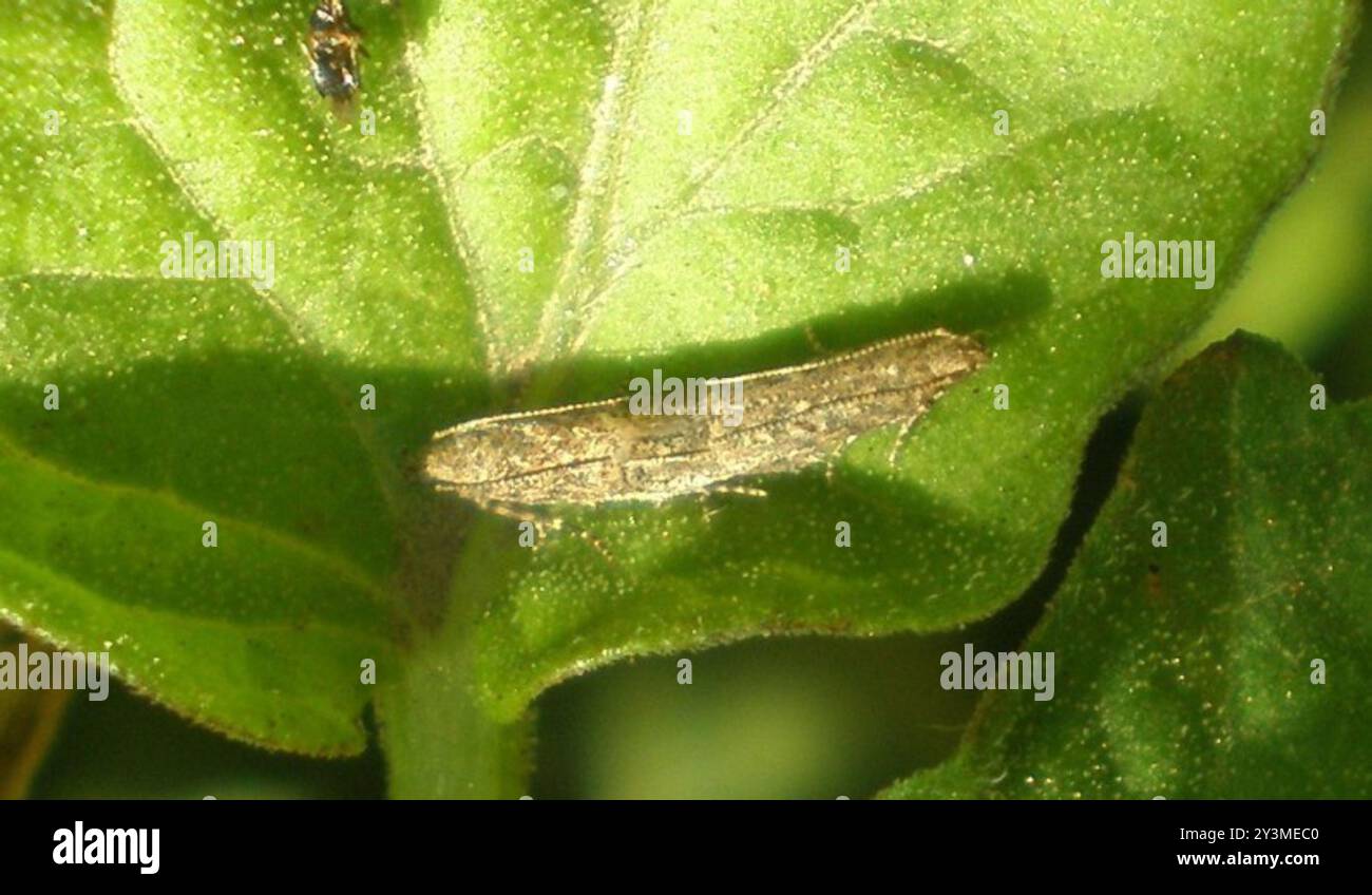 Tuta absoluta hi-res stock photography and images - Alamy