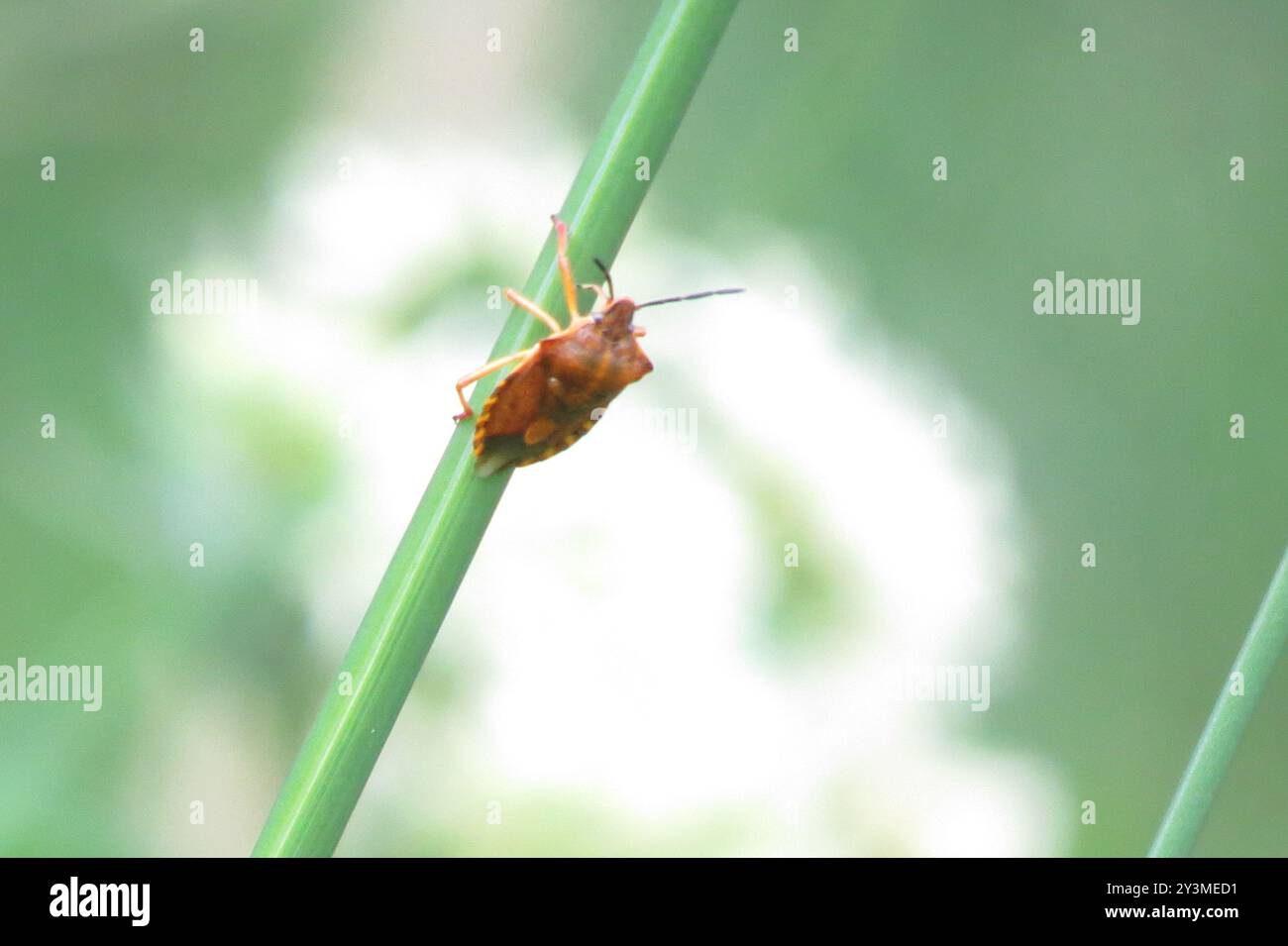 Black-shouldered Shieldbug (Carpocoris purpureipennis) Insecta Stock ...