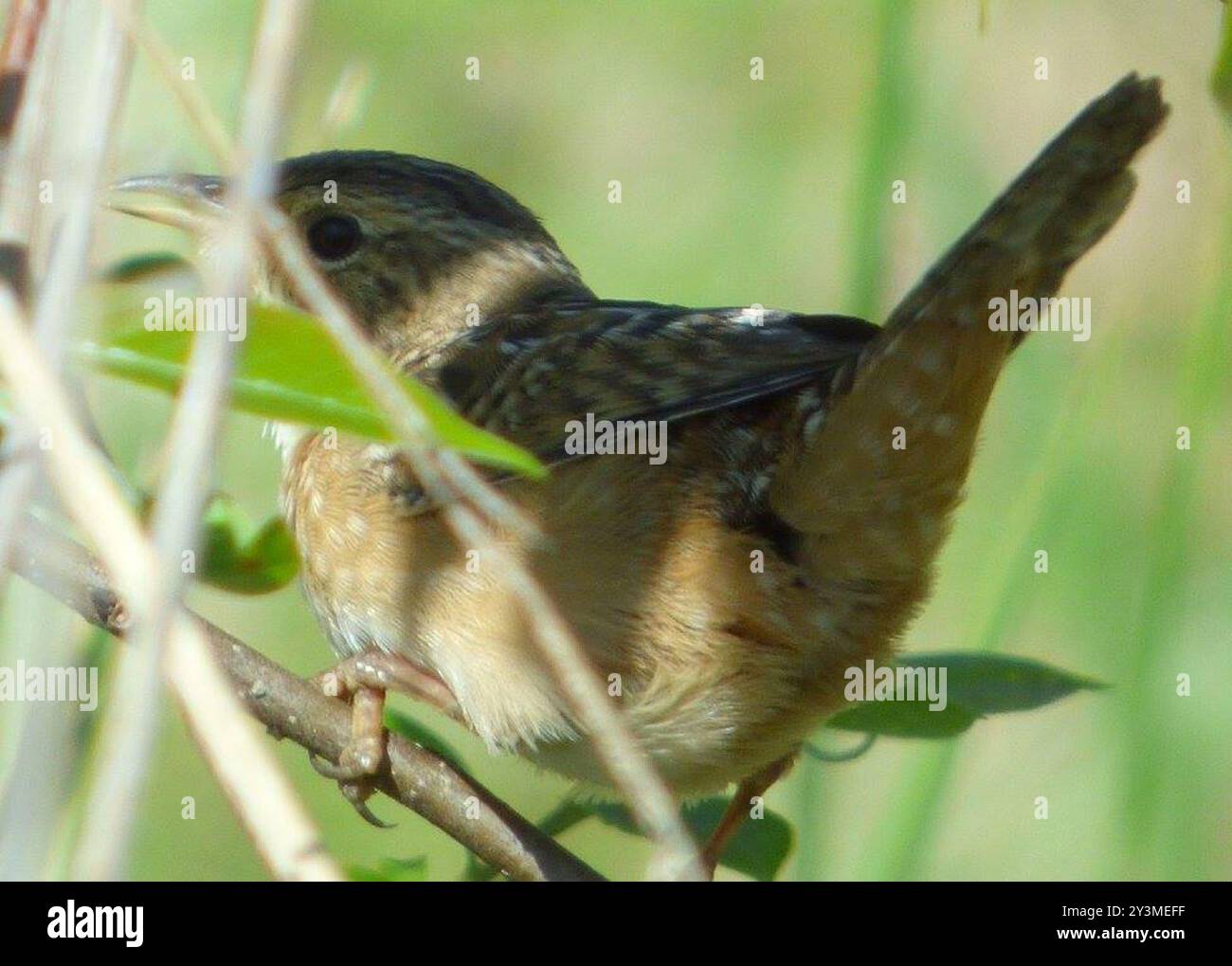 Sedge Wren (Cistothorus stellaris) Aves Stock Photo - Alamy