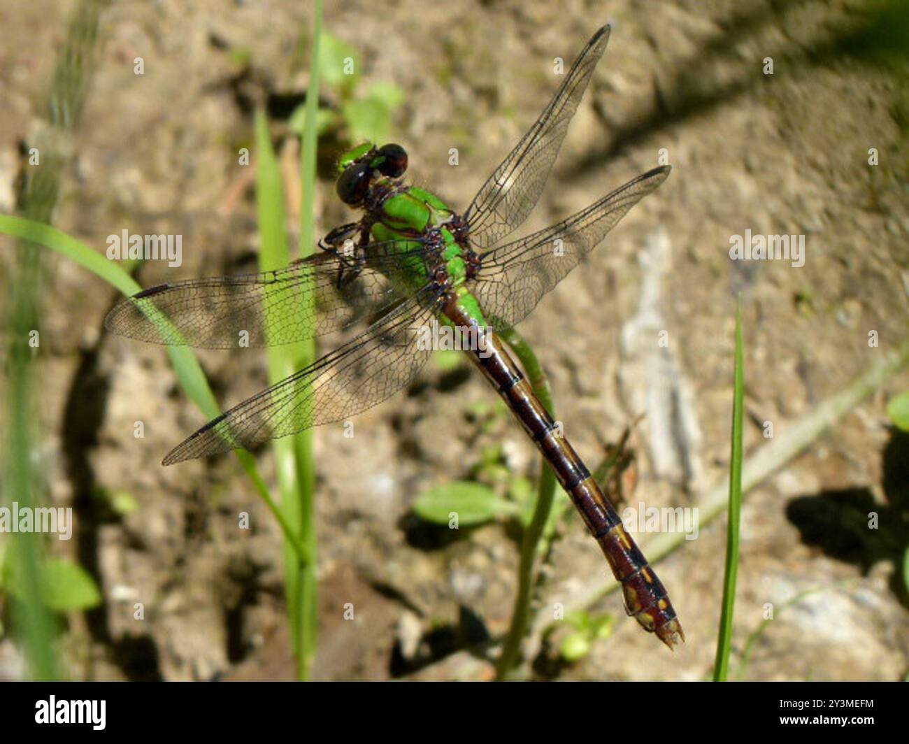 Rusty Snaketail (Ophiogomphus rupinsulensis) Insecta Stock Photo - Alamy