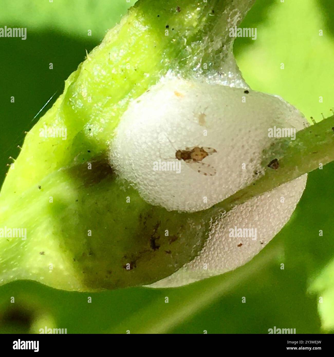 True Spittlebugs (Aphrophoridae) Insecta Stock Photo - Alamy