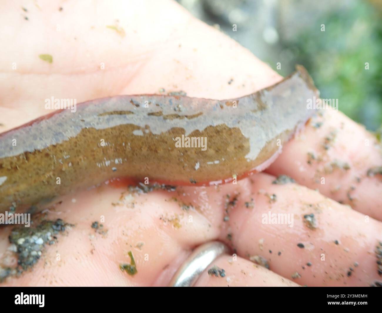 High Cockscomb (Anoplarchus purpurescens) Actinopterygii Stock Photo ...