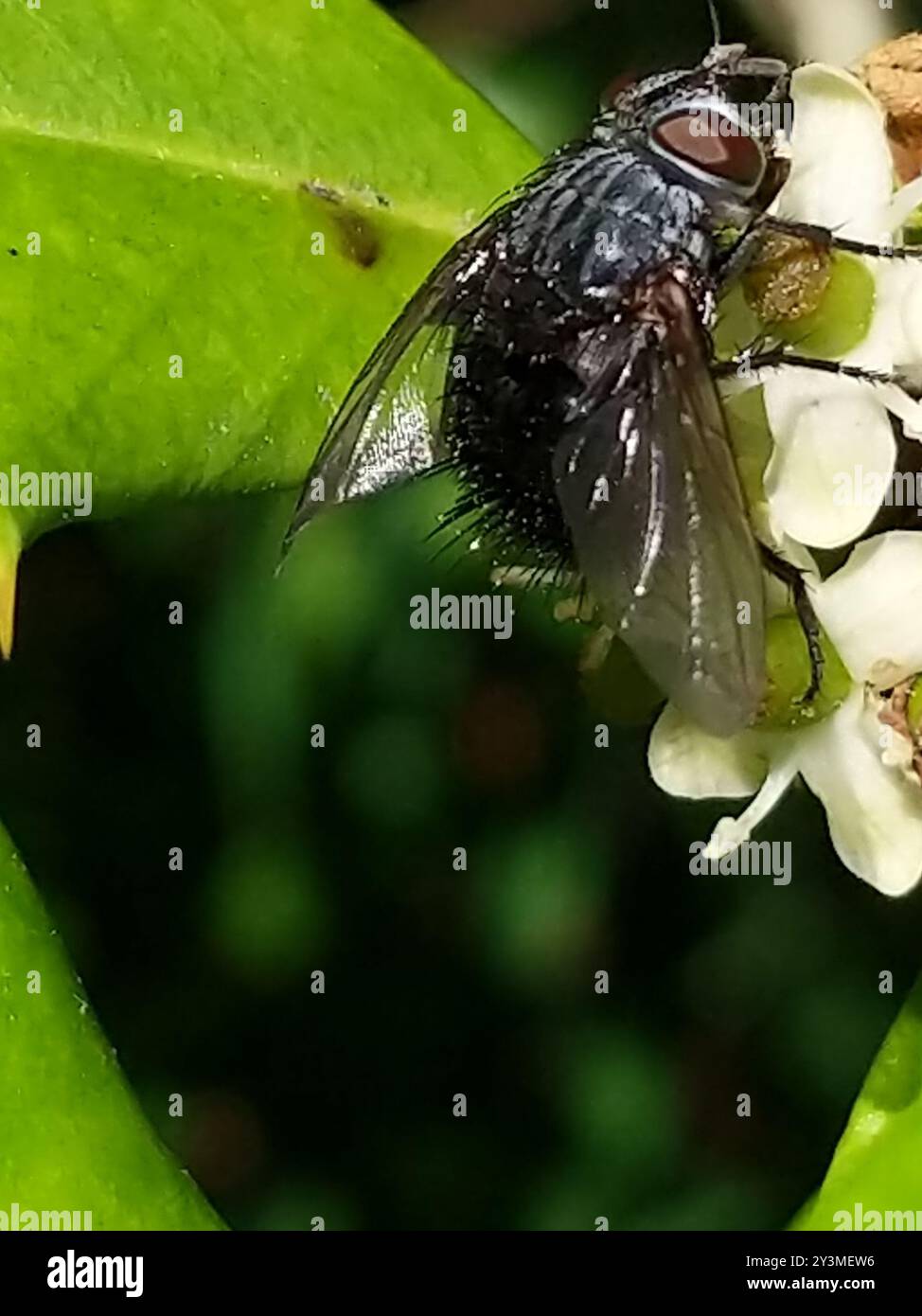Bot Flies, Blow Flies, and Allies (Oestroidea) Insecta Stock Photo - Alamy