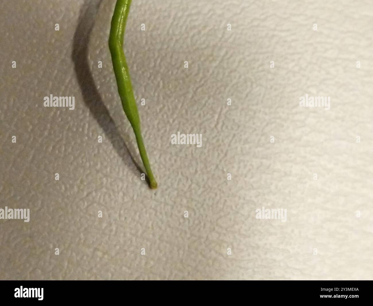 Isle of Man Cabbage (Coincya monensis) Plantae Stock Photo - Alamy