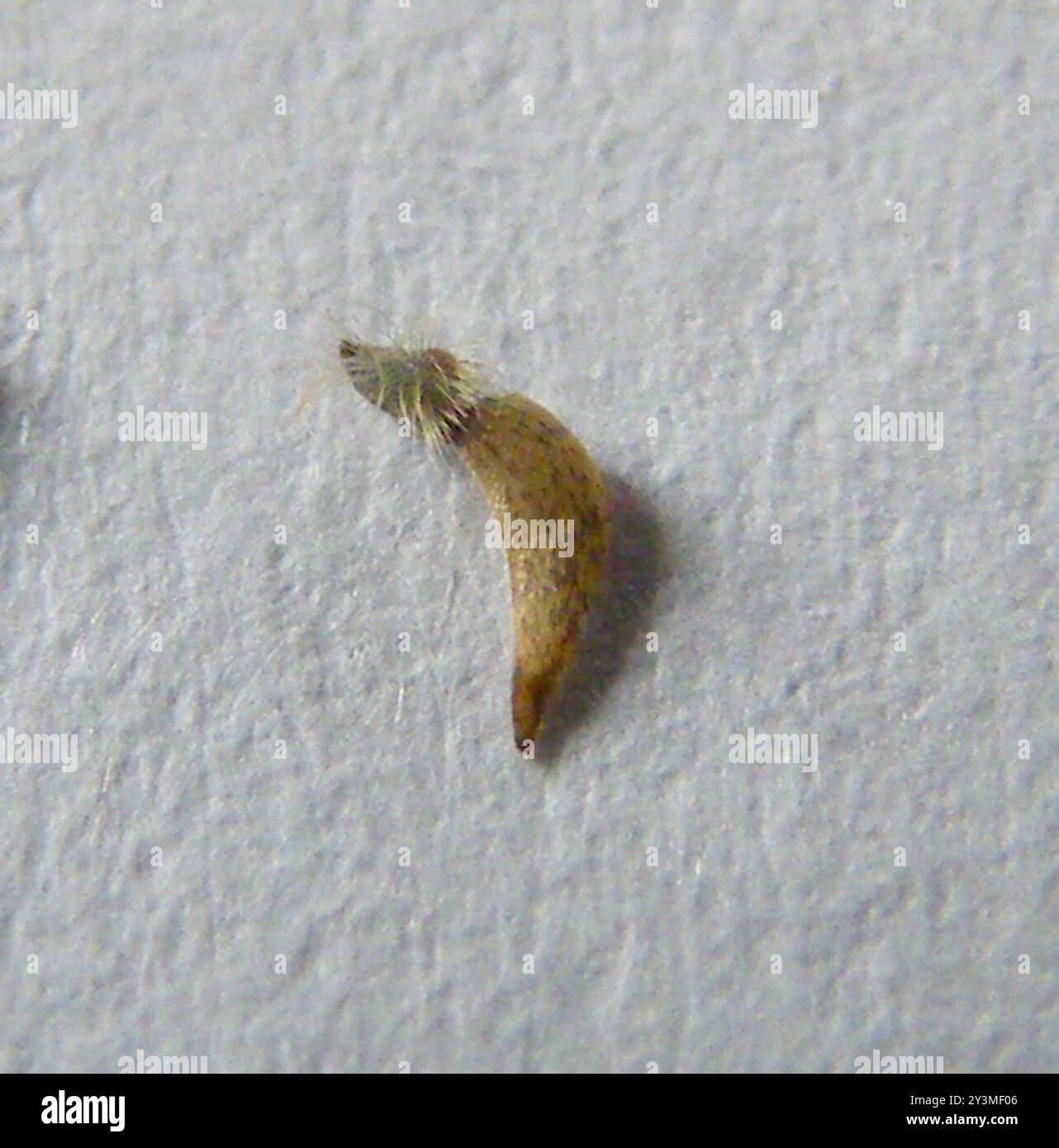 Large Marsh Horse Fly (Tabanus autumnalis) Insecta Stock Photo - Alamy