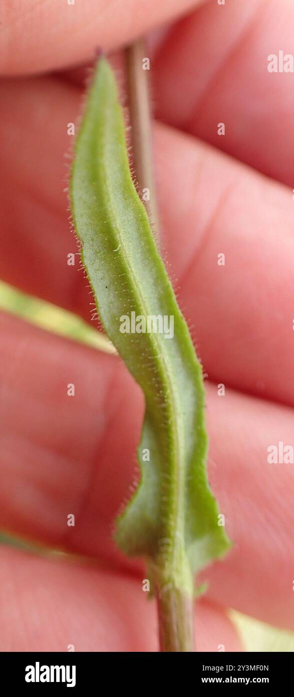 Tooth Ragwort (Senecio polyodon) Plantae Stock Photo - Alamy