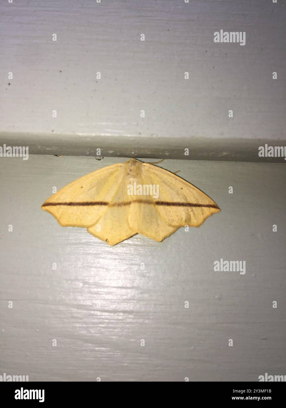 Yellow Slant-line (Tetracis crocallata) Insecta Stock Photo - Alamy