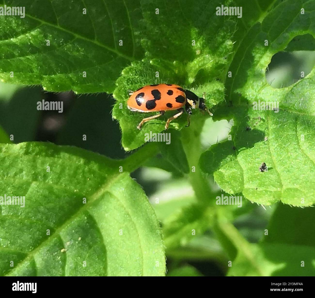 Thirteen-spotted Lady Beetle (Hippodamia tredecimpunctata) Insecta ...