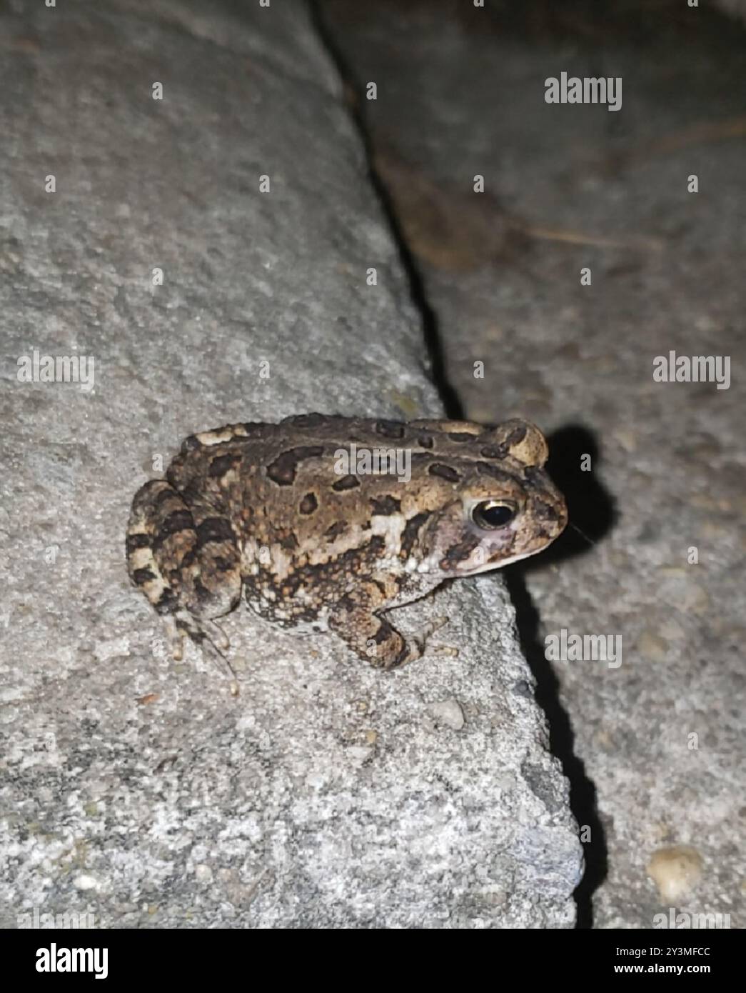 Fowler's Toad (Anaxyrus fowleri) Amphibia Stock Photo - Alamy