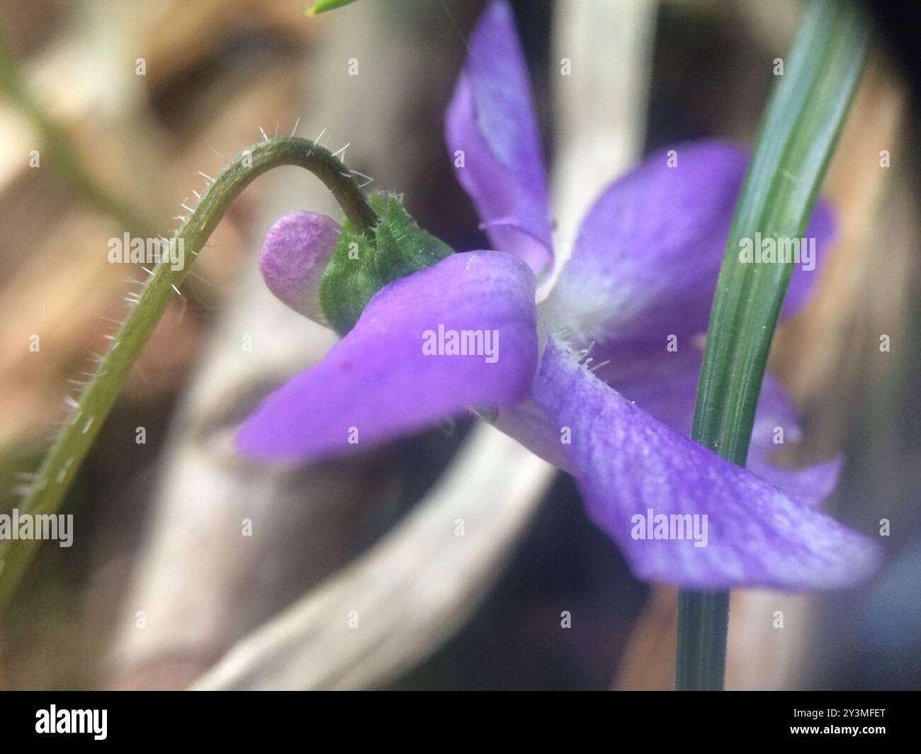 eastern American blue violets (Borealiamericanae) Plantae Stock Photo ...