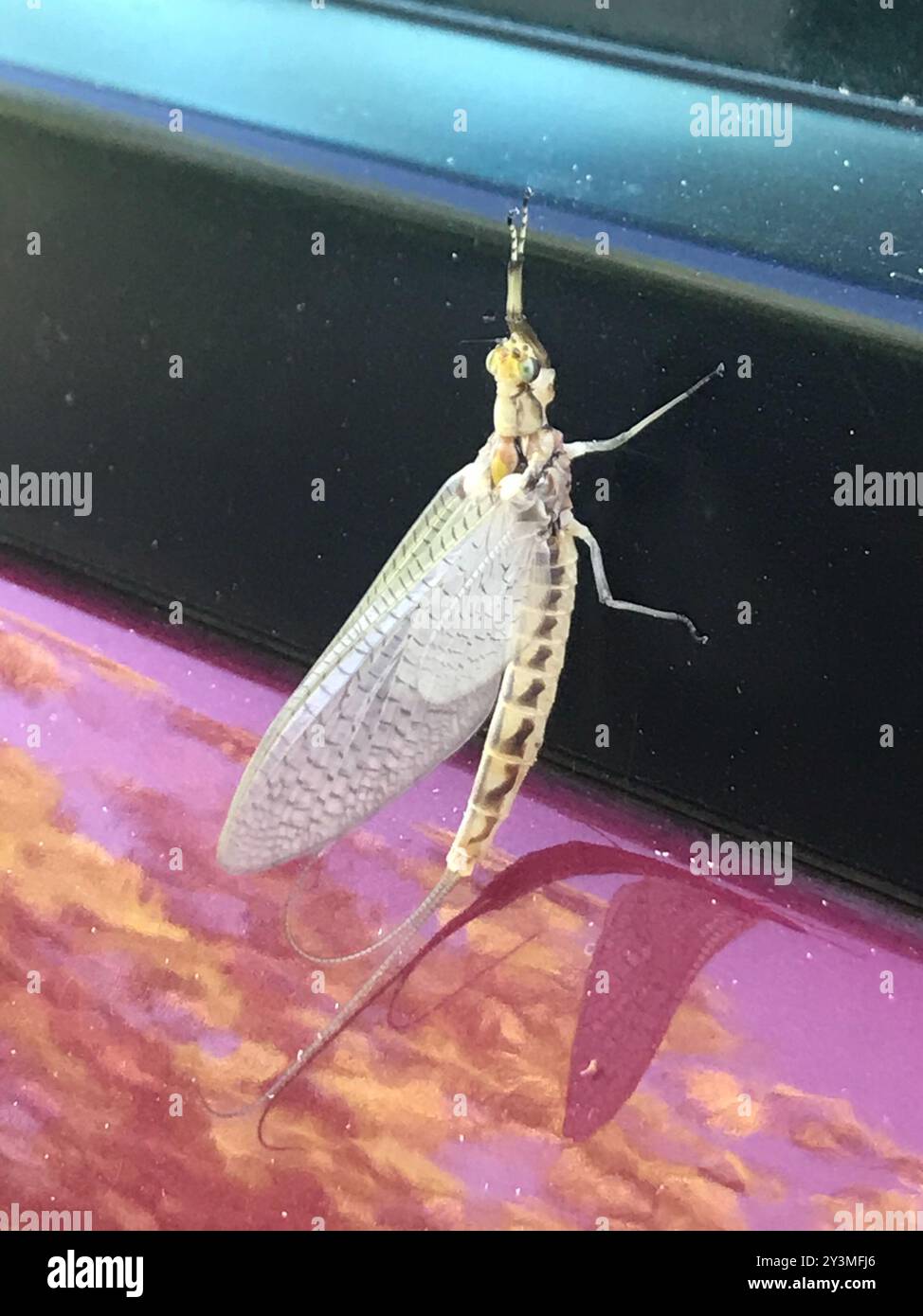 Giant Mayfly (Hexagenia limbata) Insecta Stock Photo - Alamy