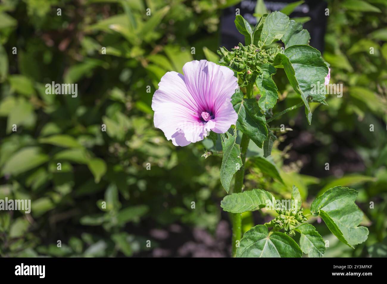 Royal mallow hi-res stock photography and images - Alamy