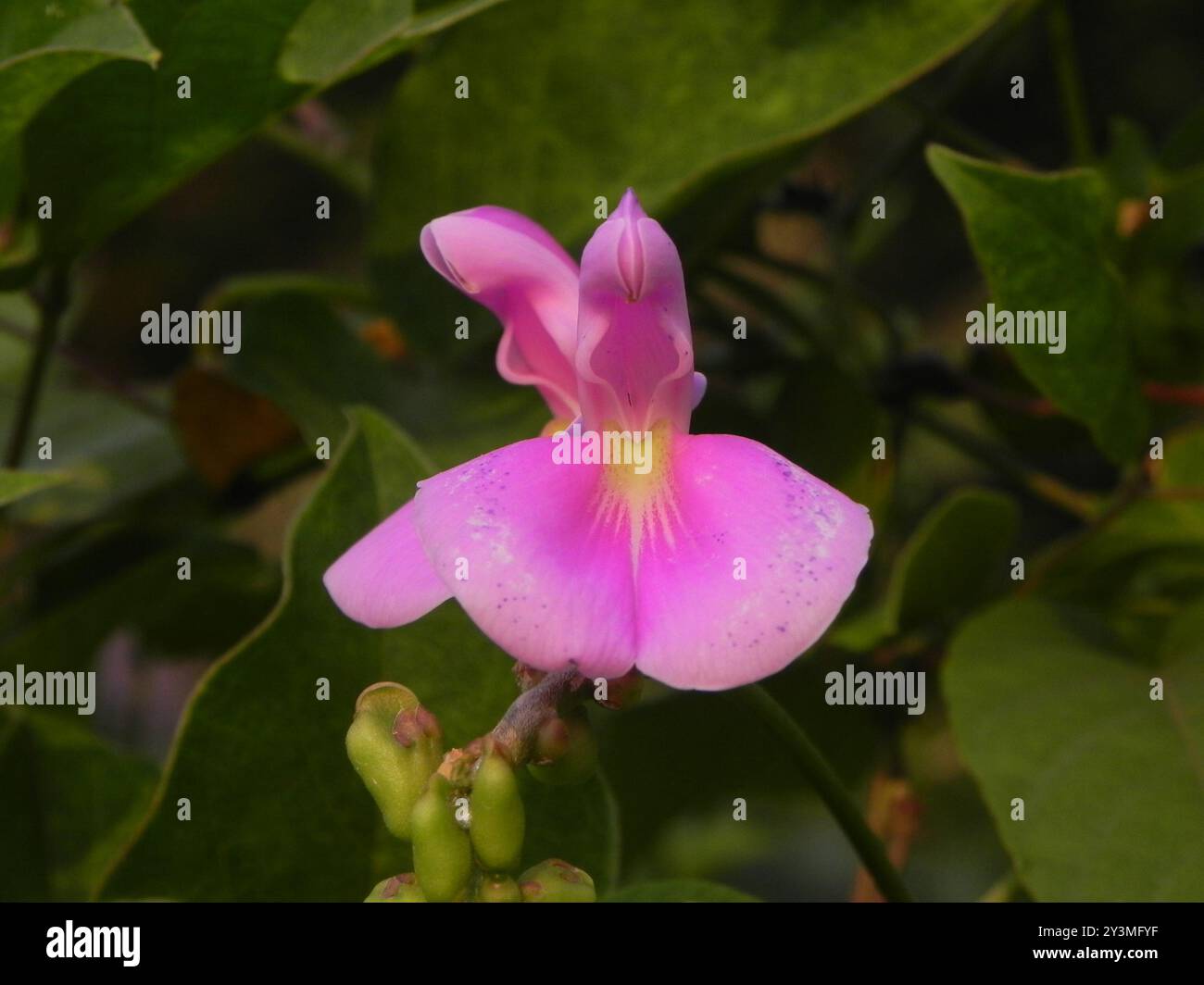 Sword Bean (Canavalia gladiata) Plantae Stock Photo - Alamy