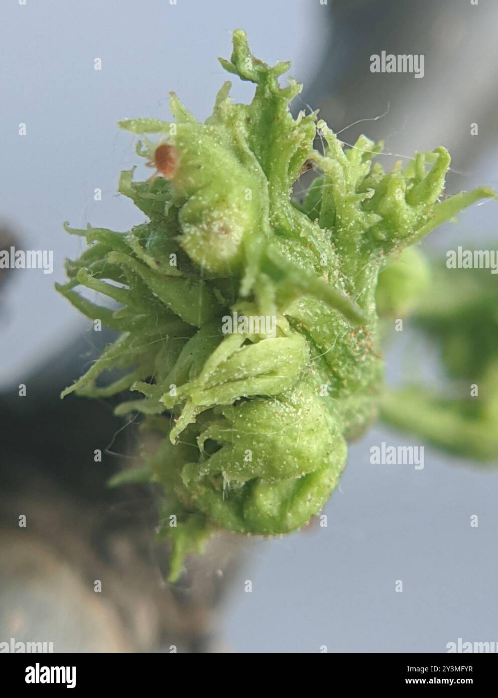 Ash Flower Gall Mite (Aceria fraxiniflora) Arachnida Stock Photo - Alamy