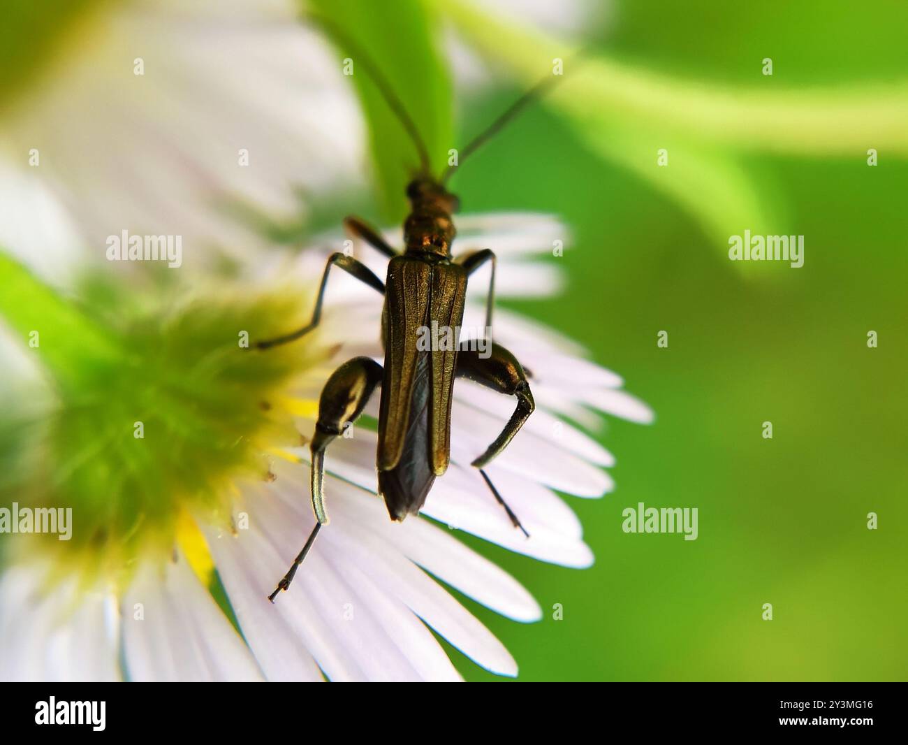 Yellow-legged Thick-legged Flower Beetle (Oedemera flavipes) Insecta ...