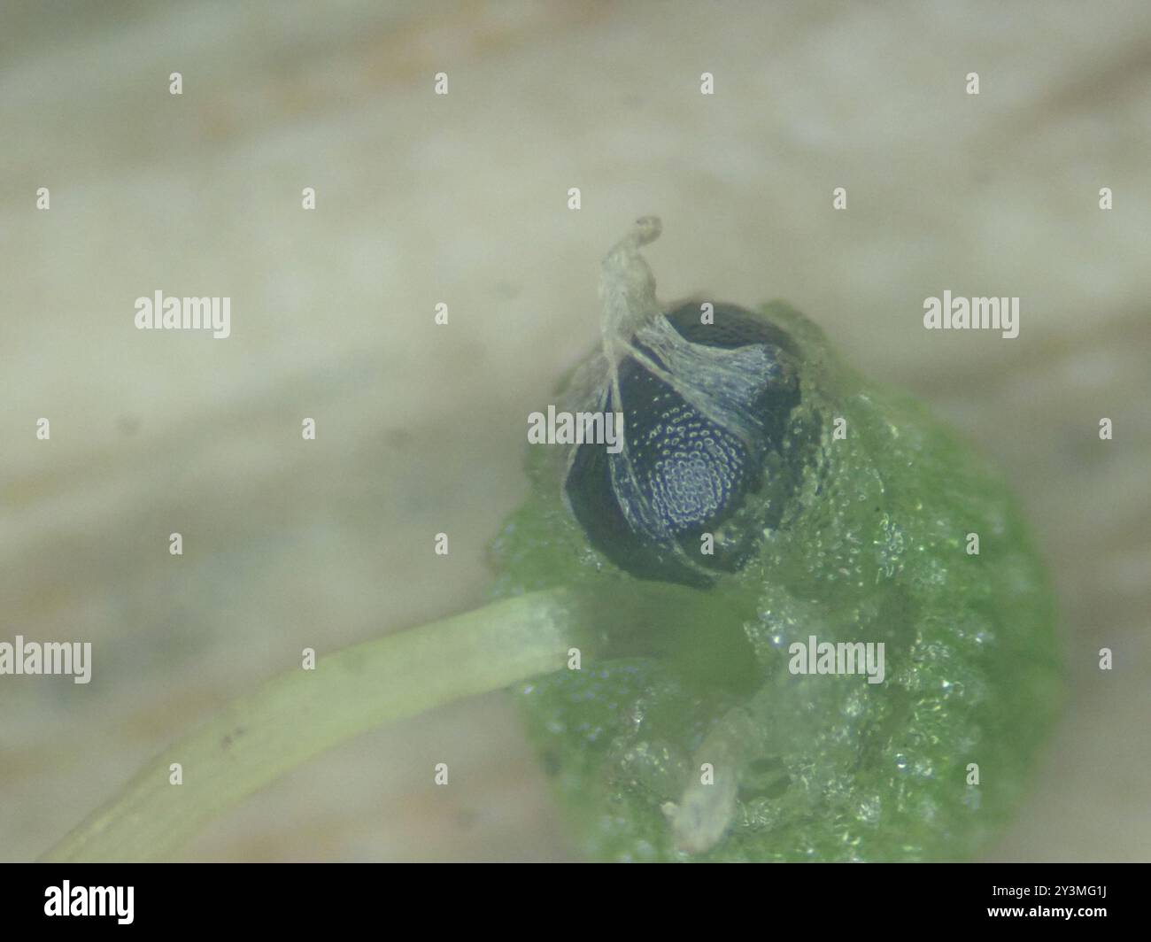 Thin Starwort (Mannia gracilis) Plantae Stock Photo - Alamy