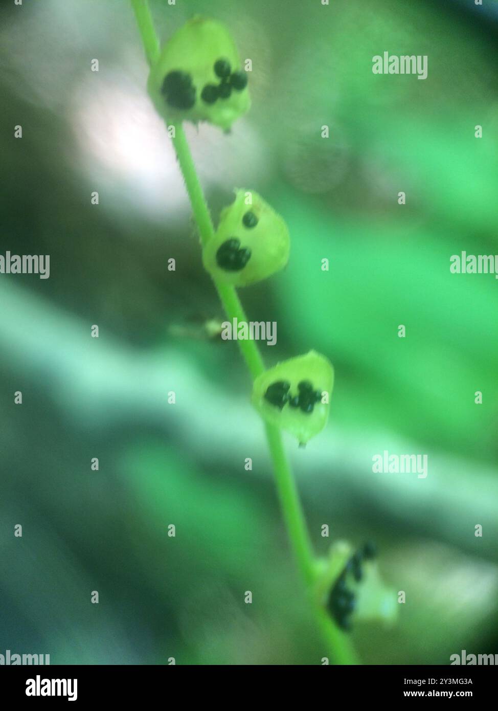 twoleaf miterwort (Mitella diphylla) Plantae Stock Photo - Alamy