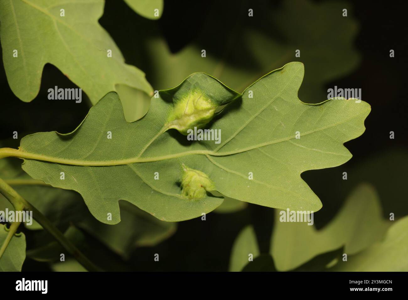 Oak Curved-leaf Gall Wasp (Andricus curvator) Insecta Stock Photo - Alamy
