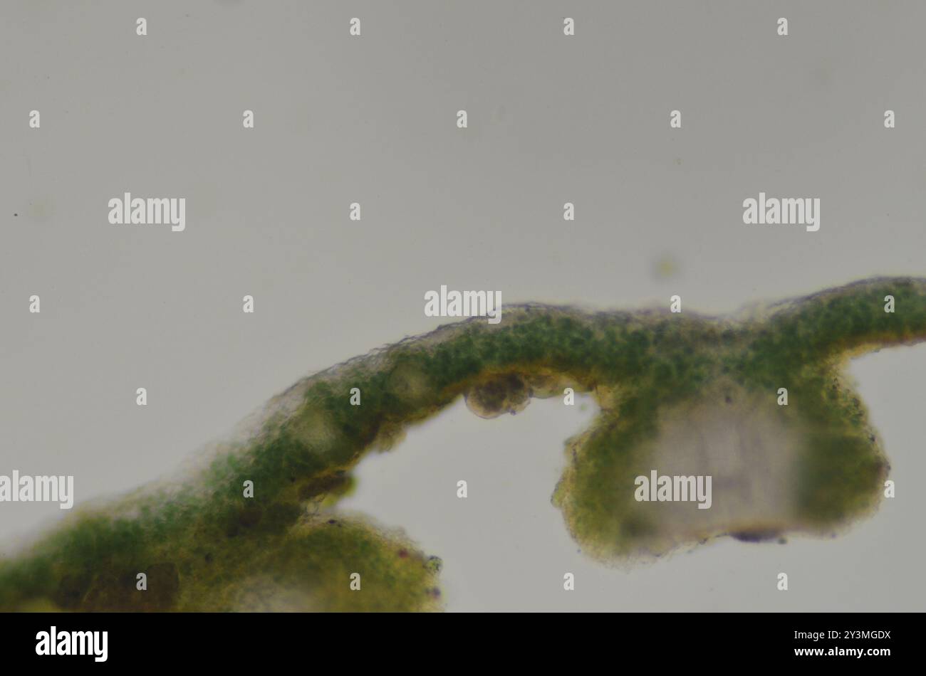 (Blennothallia fecunda) Fungi Stock Photo - Alamy