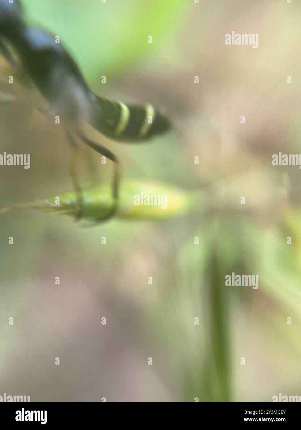 European wheat stem sawfly hi-res stock photography and images - Alamy
