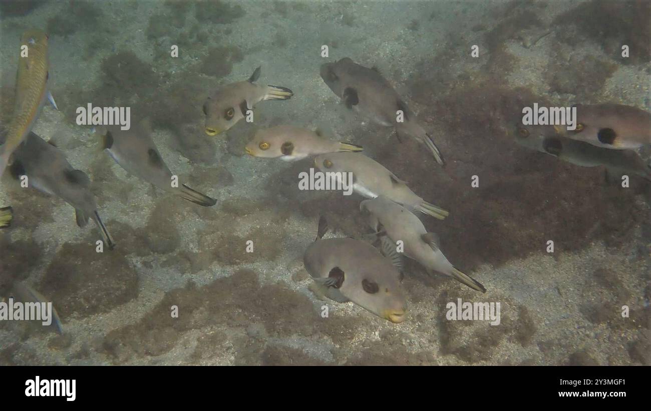 Yellow-eyed Puffer (Arothron immaculatus) Actinopterygii Stock Photo ...