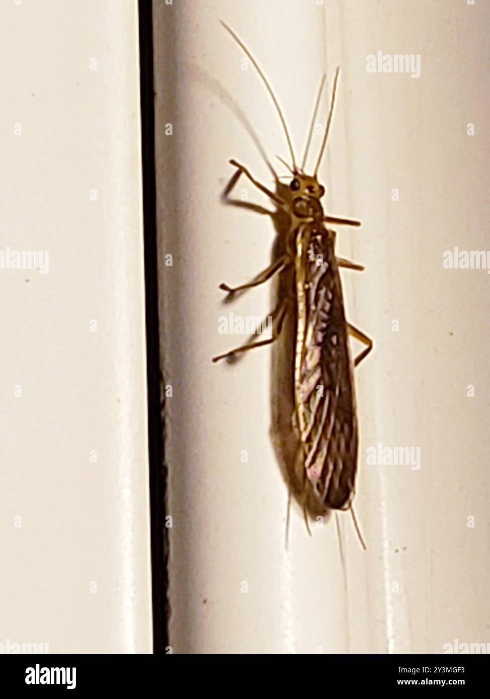 Common Stoneflies (Perlidae) Insecta Stock Photo - Alamy