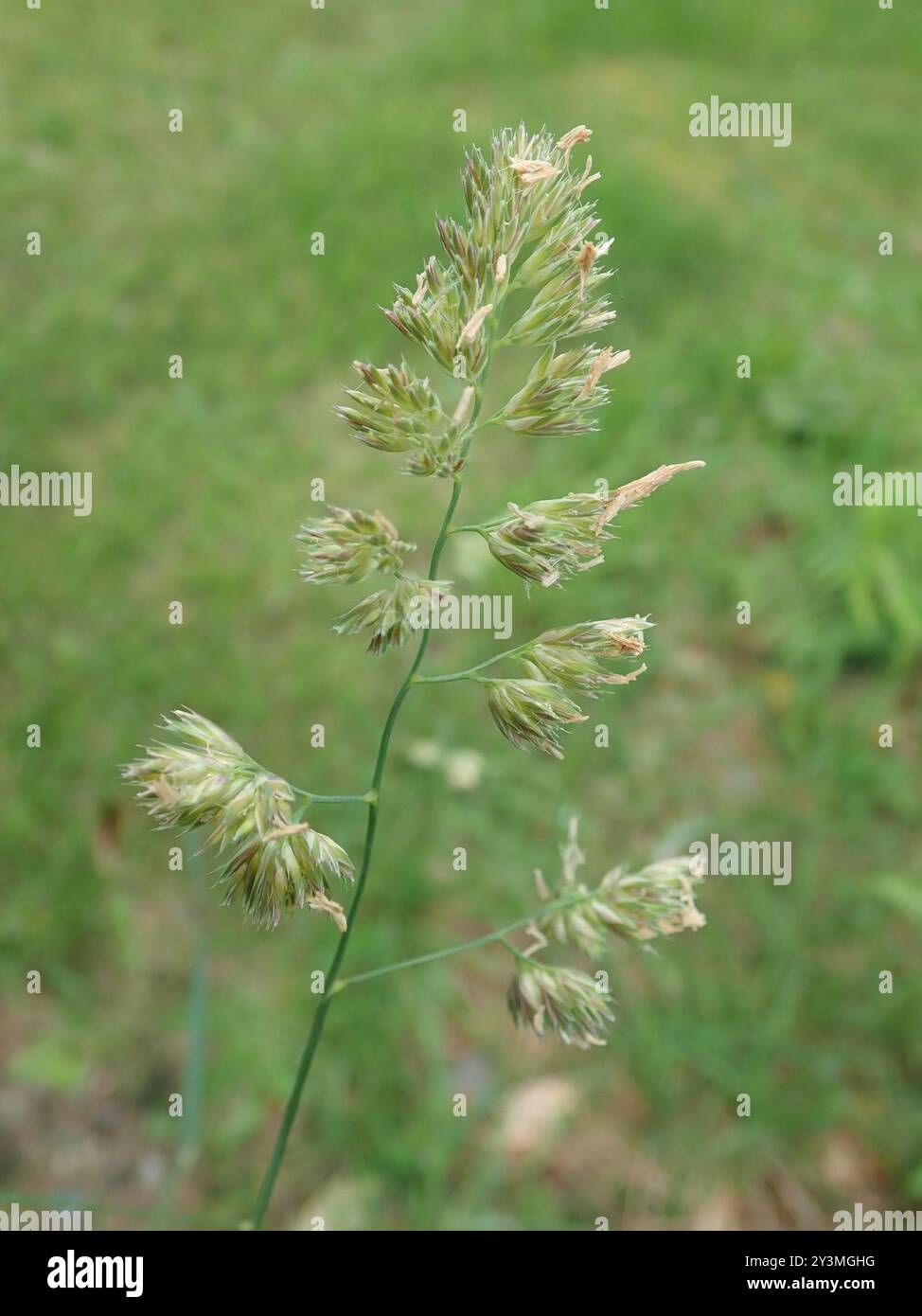orchard grass (Dactylis glomerata) Plantae Stock Photo - Alamy