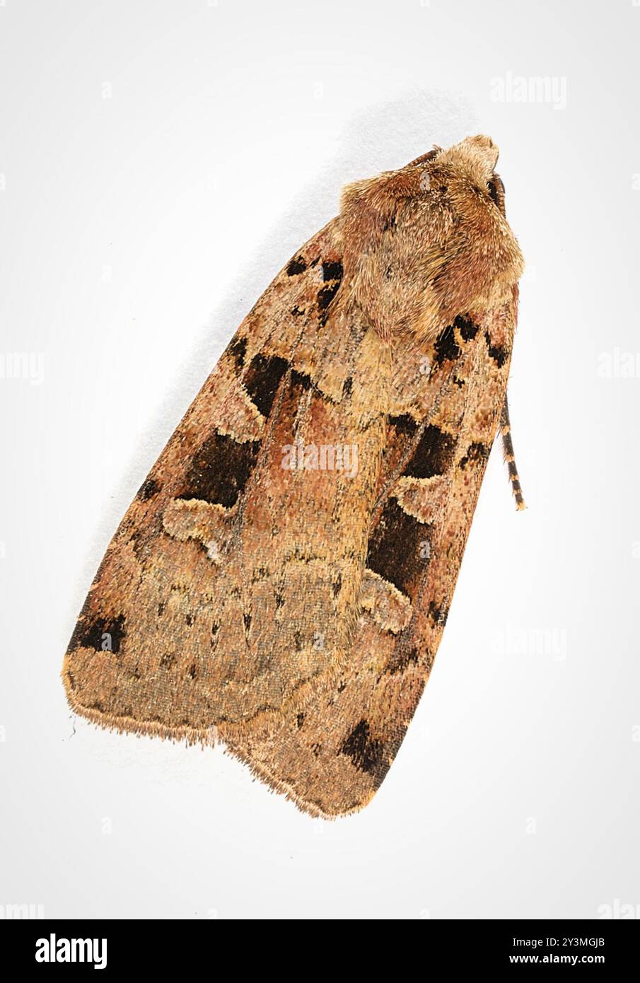 Double Square-spot (Xestia triangulum) Insecta Stock Photo - Alamy