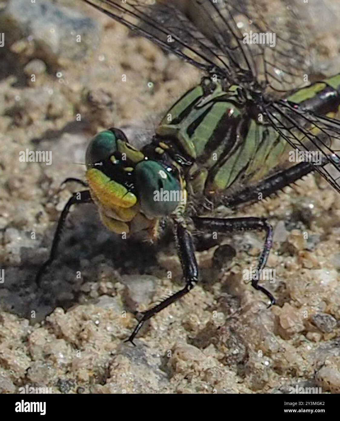 Unicorn Clubtail (Arigomphus villosipes) Insecta Stock Photo - Alamy