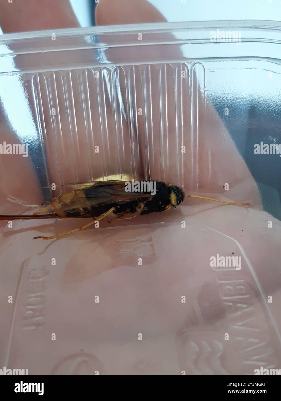 Giant Woodwasp (Urocerus gigas) Insecta Stock Photo - Alamy