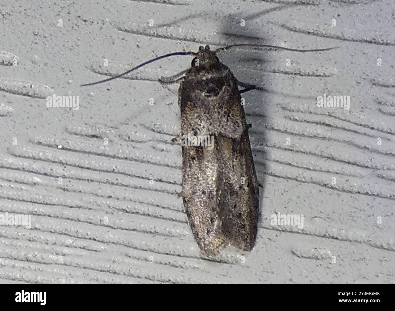 Acorn Moth (Blastobasis glandulella) Insecta Stock Photo - Alamy