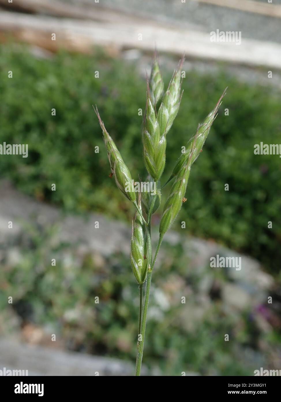 common soft brome (Bromus hordeaceus) Plantae Stock Photo - Alamy
