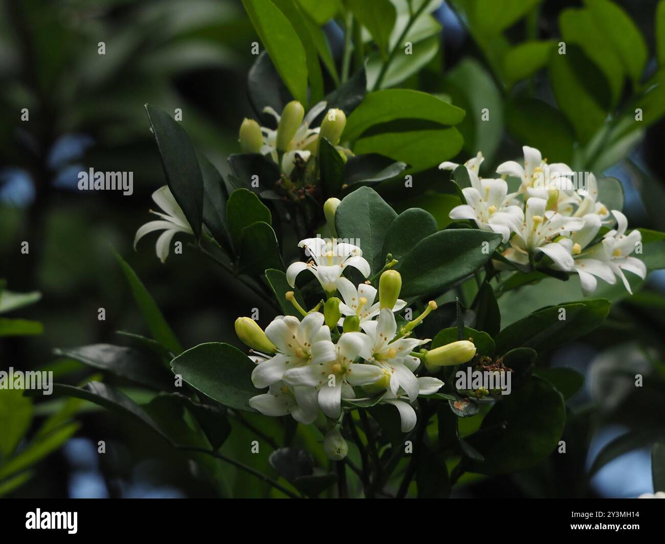 Orange Jasmine (Murraya paniculata) Plantae Stock Photo - Alamy