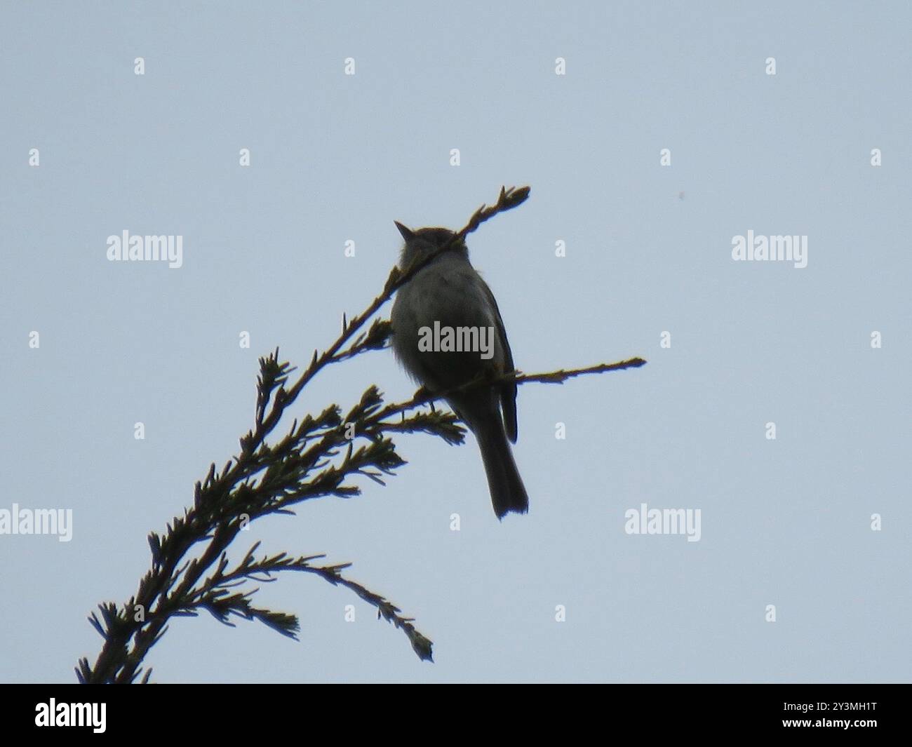 Western Wood-Pewee (Contopus sordidulus) Aves Stock Photo - Alamy